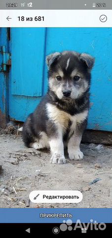 Метис хаски