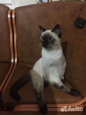 Хороший и очень игривый котик)