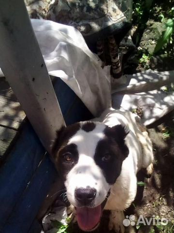 Продам сучку алабай