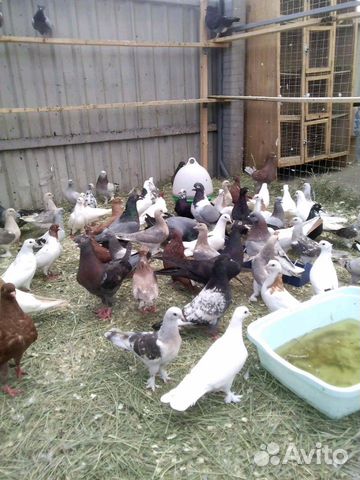 Турецкая Такла, Бакинцы и др Декоративная Птица