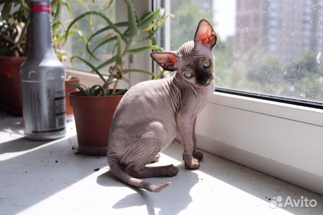 Очаровашка канадский сфинкс