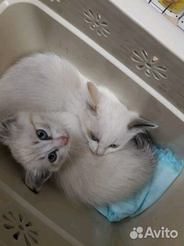 Котята