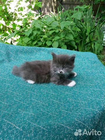 Котик. Родился 18 мая 2019