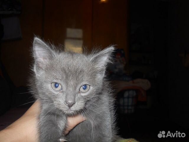 Кошечка Лера