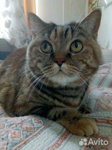 Британская кошка