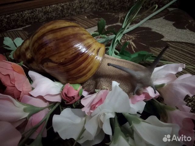 Продам архахатину маргината овум стандарт