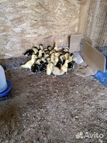 Утки. Индоутята