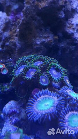 Зоантусы и леденцы