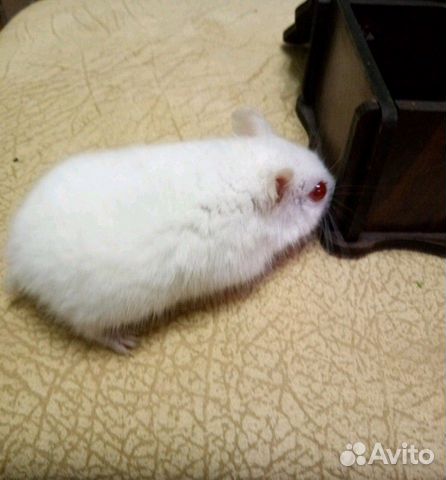 Джунгарский хомячок