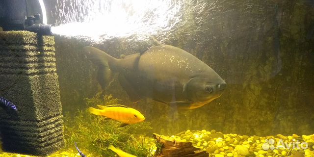 Продам пиранью аквариумную обыкновенную большую