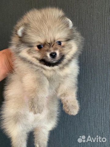 Шпиц серенькая девочка