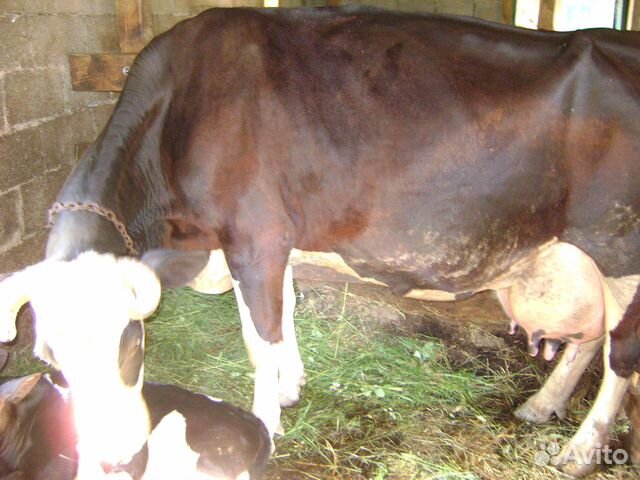 Продаю коров