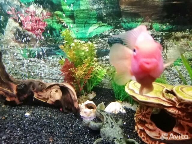 Рыбка попугай
