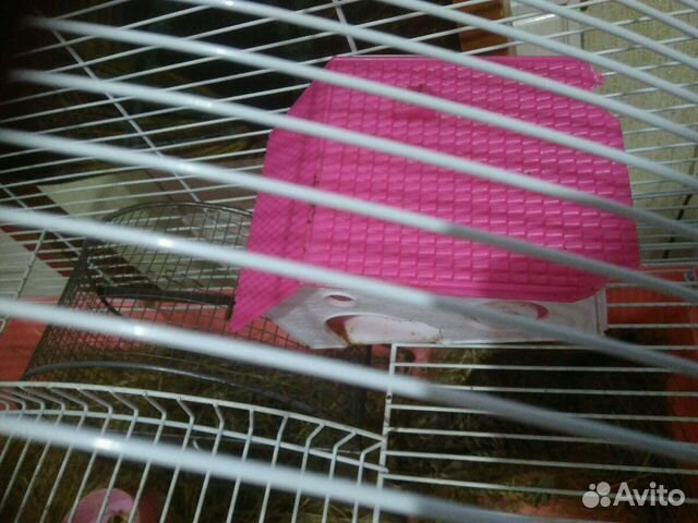 Белка дегу Чилийская