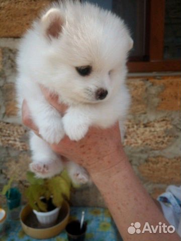 Щенок померанского шпица