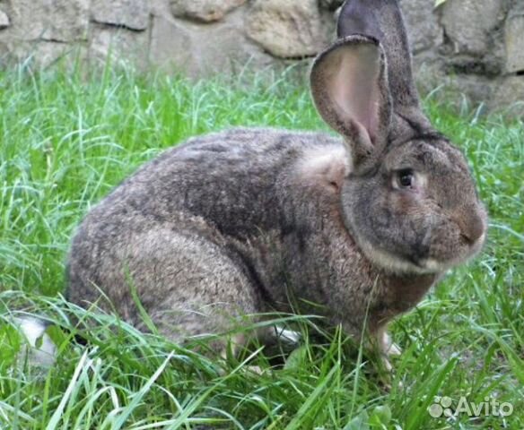 Продаю кроликов породы Фландер