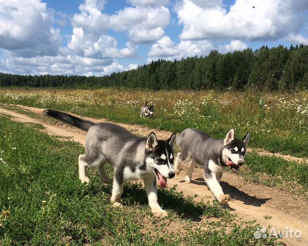 Щенята хаски