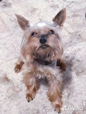 Случка. Кобель Терри с Княжего двора. Йорк