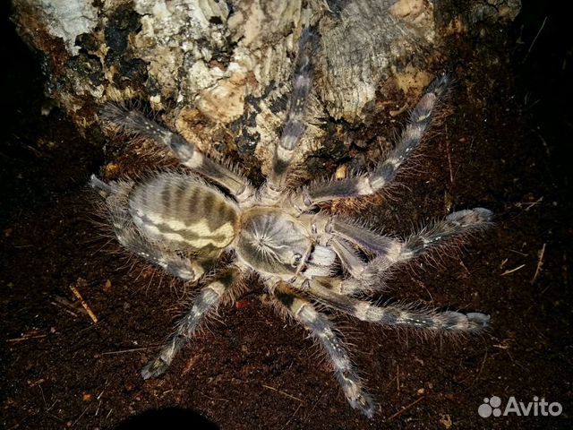 Самцы птицеедов и клопы-хищнецы