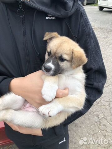 Щенята смесь хаски и дворняги