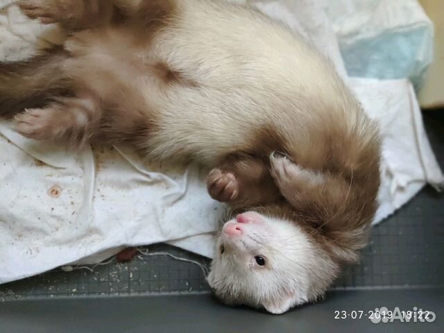 Вязка хорька