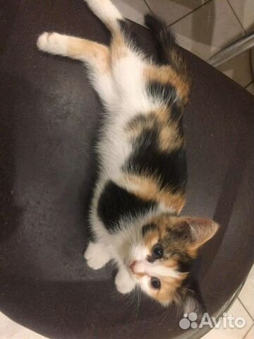 Котенок девочка красотка