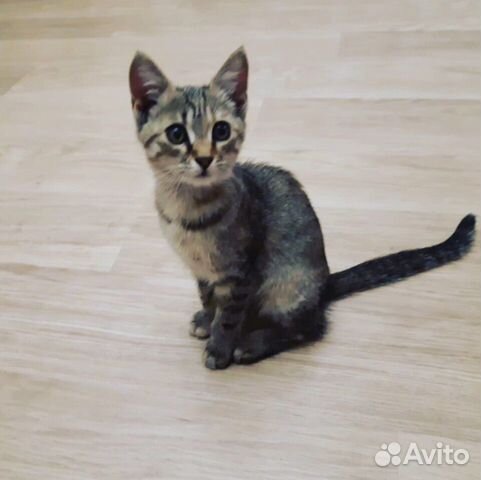 Дорогая моя хозяйка Я тебя очень жду