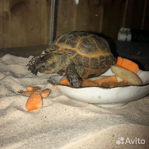 Черепаха в хорошие руки