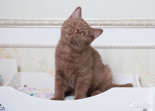 Британский котик