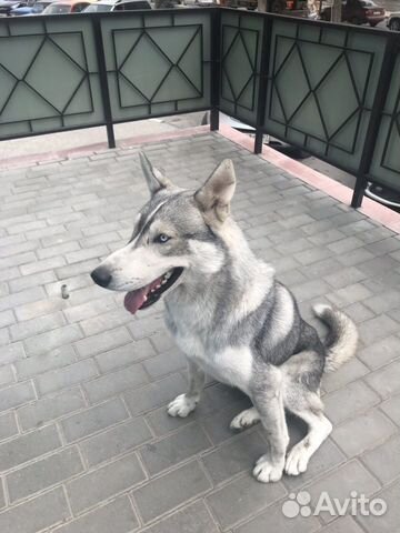Собака хаски
