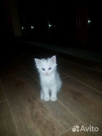 Ангорский белый котенок 2мес в добрые руки