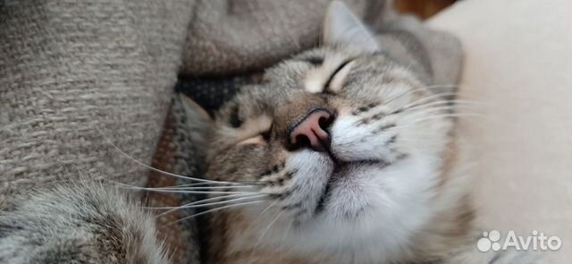 Отдам котенка