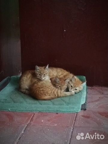 Кошка и котята ищут дом