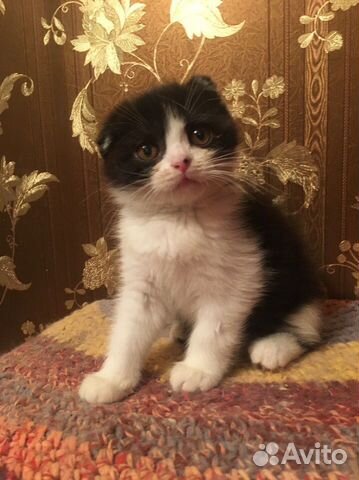 Отдам бесплатно подкинутых котят