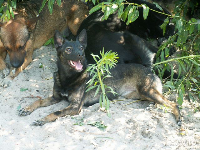 Щенок в добрые руки