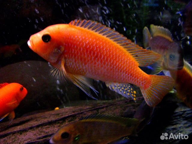 Рыбки ищут дом Цихлиды