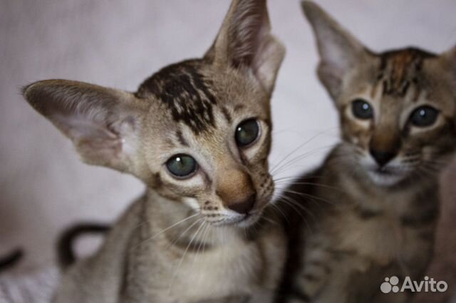 Тикированная циннамоновая кошка