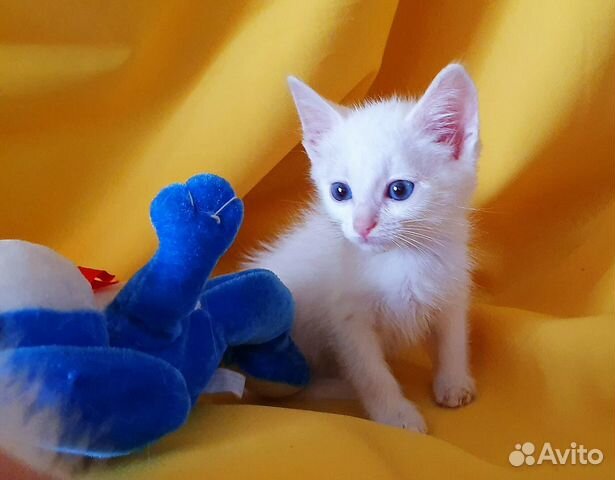 Голубоглазое чудо в ваш дом