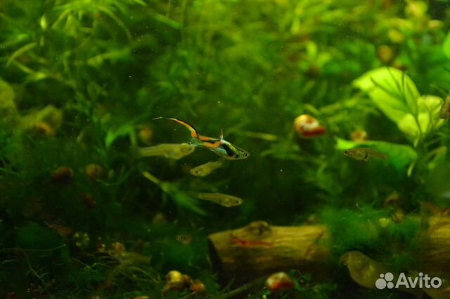 Гуппи эндлера