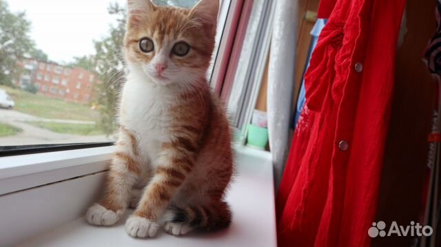 Лиса ищет дом