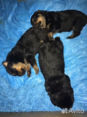Детки ротвейлера