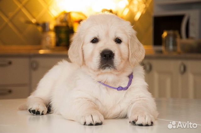 Ретривер Золотистый Голден