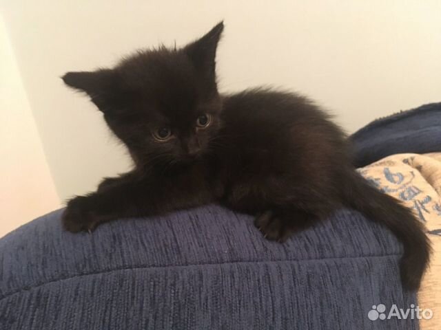 Котята-шалунята)