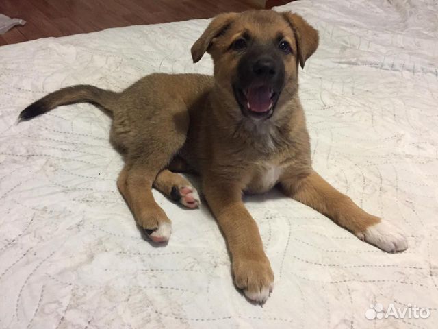 Щенок в добрые руки