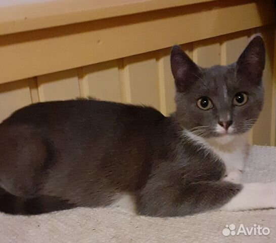 Красавец Грэй в добрые руки