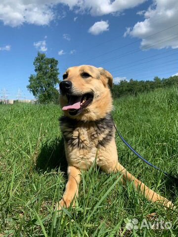 Мисс улыбка-собака Шелли