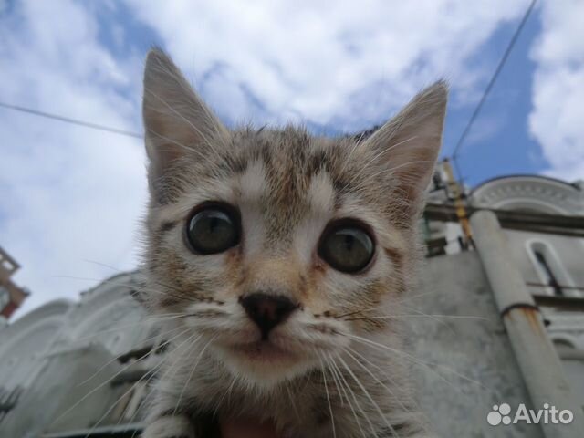 Полубританские кошечки