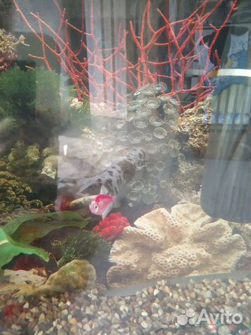 Отдам рыбок