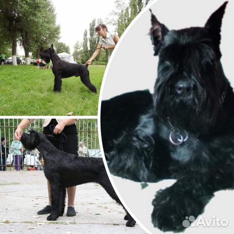 Ризеншнауцера щенки