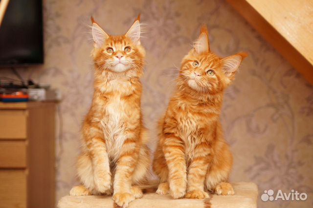 Очаровательные рыжики ждут любящих родителей